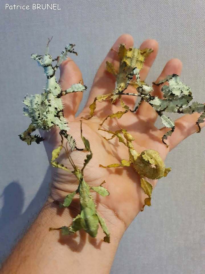 Fiche d'élevage : phasme scorpion/Extatosoma tiaratum